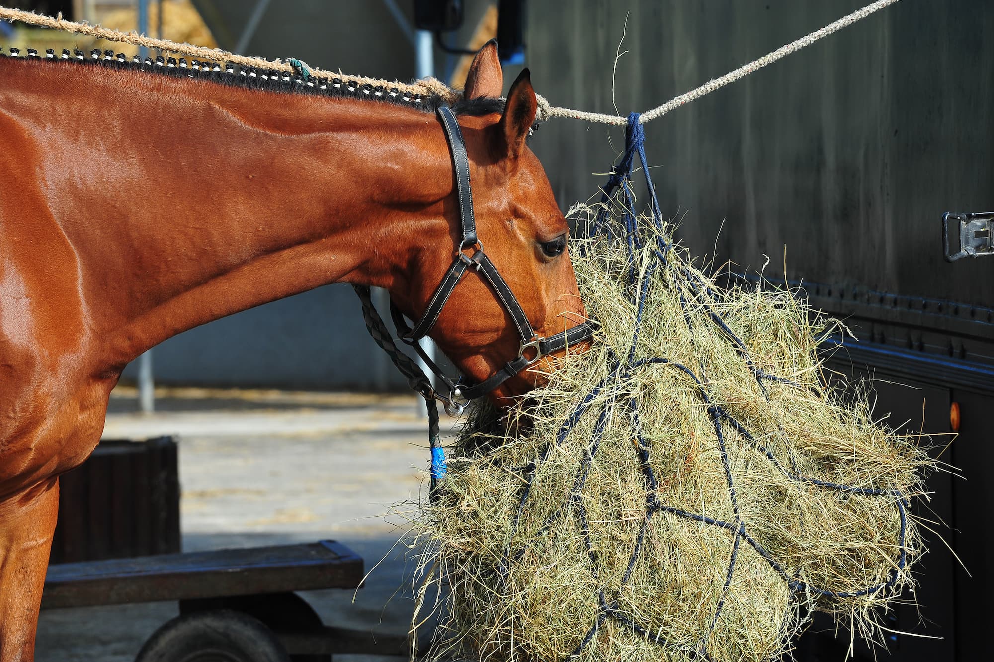 Comment choisir le bon foin pour chevaux ? - Ferme Fritsch
